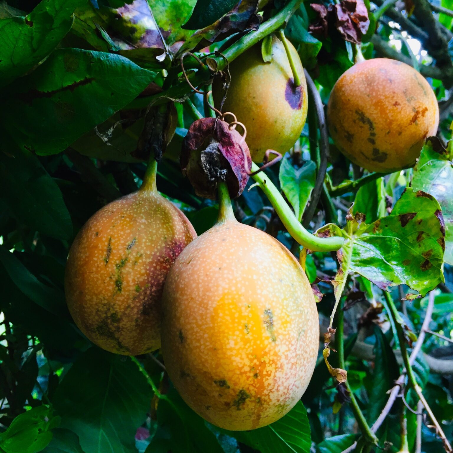 Granadilla (Passiflora ligularis) - Sierra y Cielo