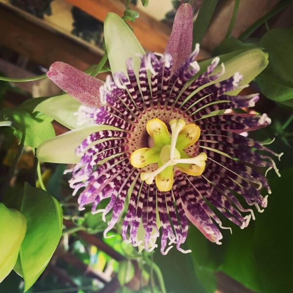Granadilla (Passiflora ligularis) – Sierra y Cielo