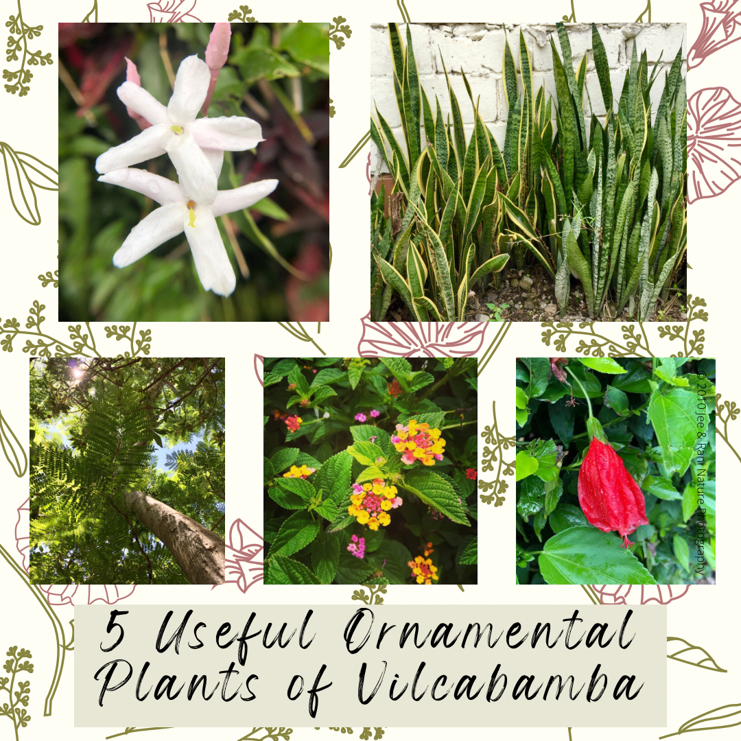 Useful Ornamental Plants of Vilcabamba - Sierra y Cielo